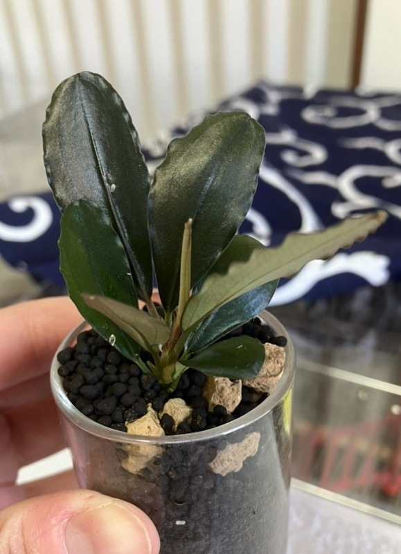 Bucephalandra sp. "Posuk" Ambalau【TB】: ブセと楽しい仲間たち@あおもなか